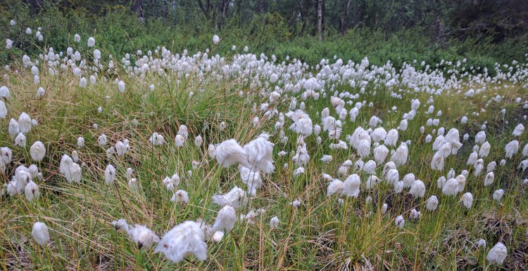 Intranet Information Architecture – Part 2 – Purpose and scope of the ...